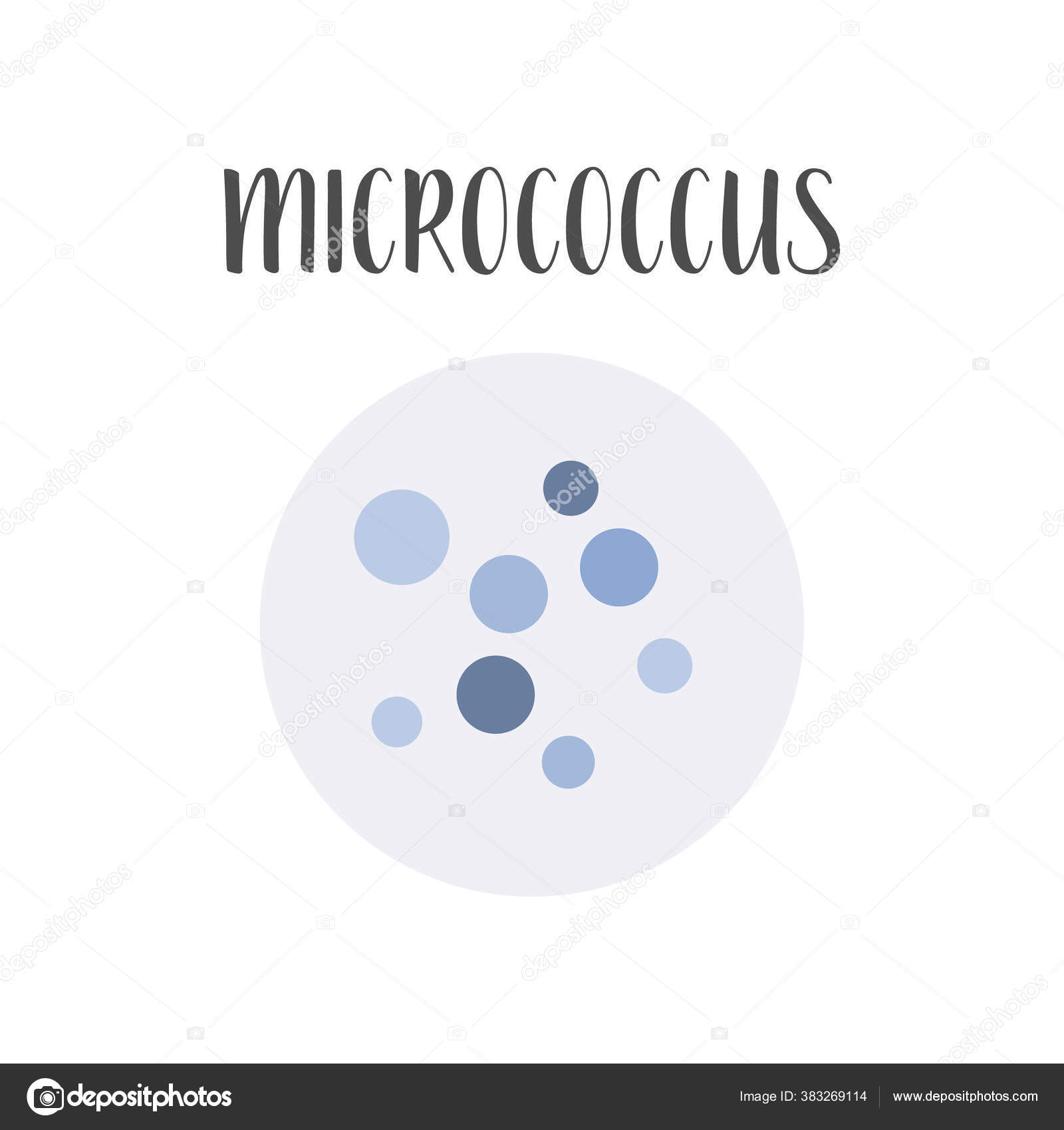 Micrococcus Bacteria Classification Spherical Shapes Bacteria Cocci ...