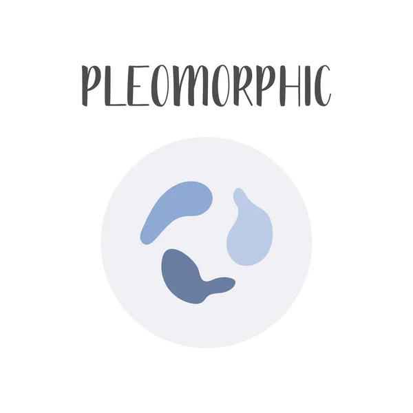 Pleomorphic Vector Art Stock Images | Depositphotos