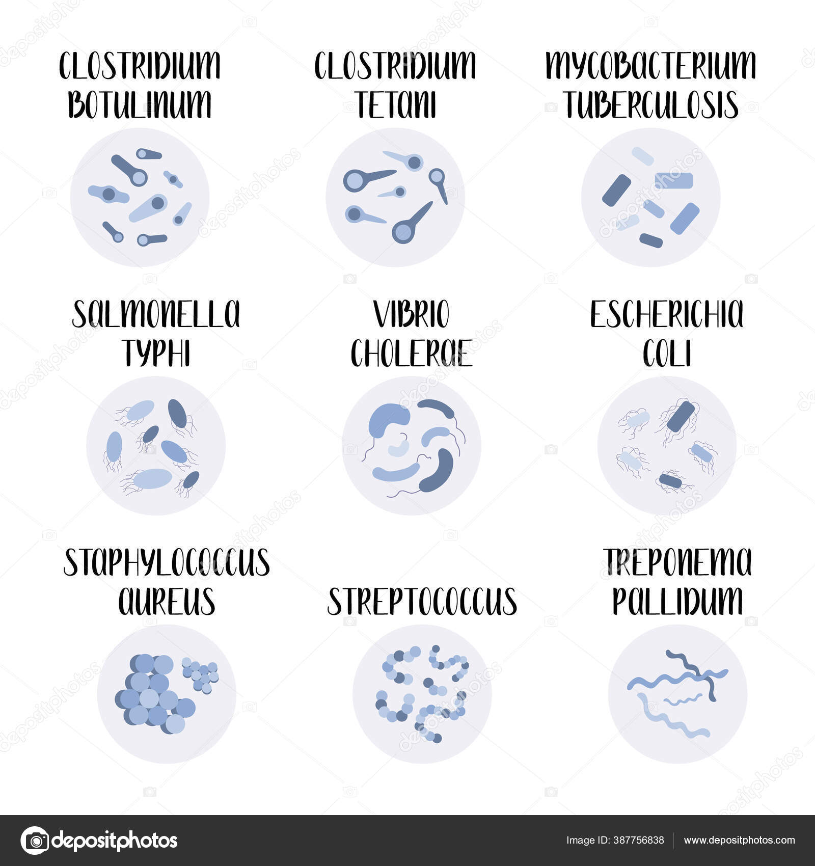 Vormen Van Bacteriën Soorten Verschillende Vormen Van Bacteriële Cellen ...