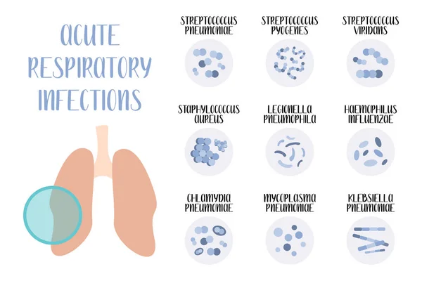 Bacteria Classification Spherical Shapes Bacteria Cocci Types Different ...
