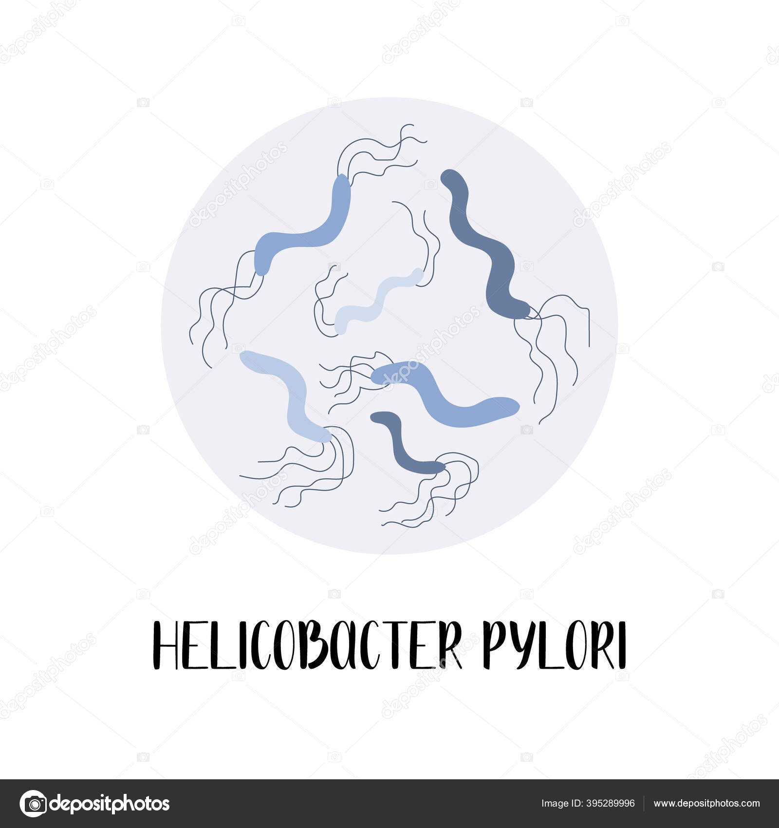 Helicobacter Pylori Campylobacter Pylori Gram Negative Spiral Bacteria ...