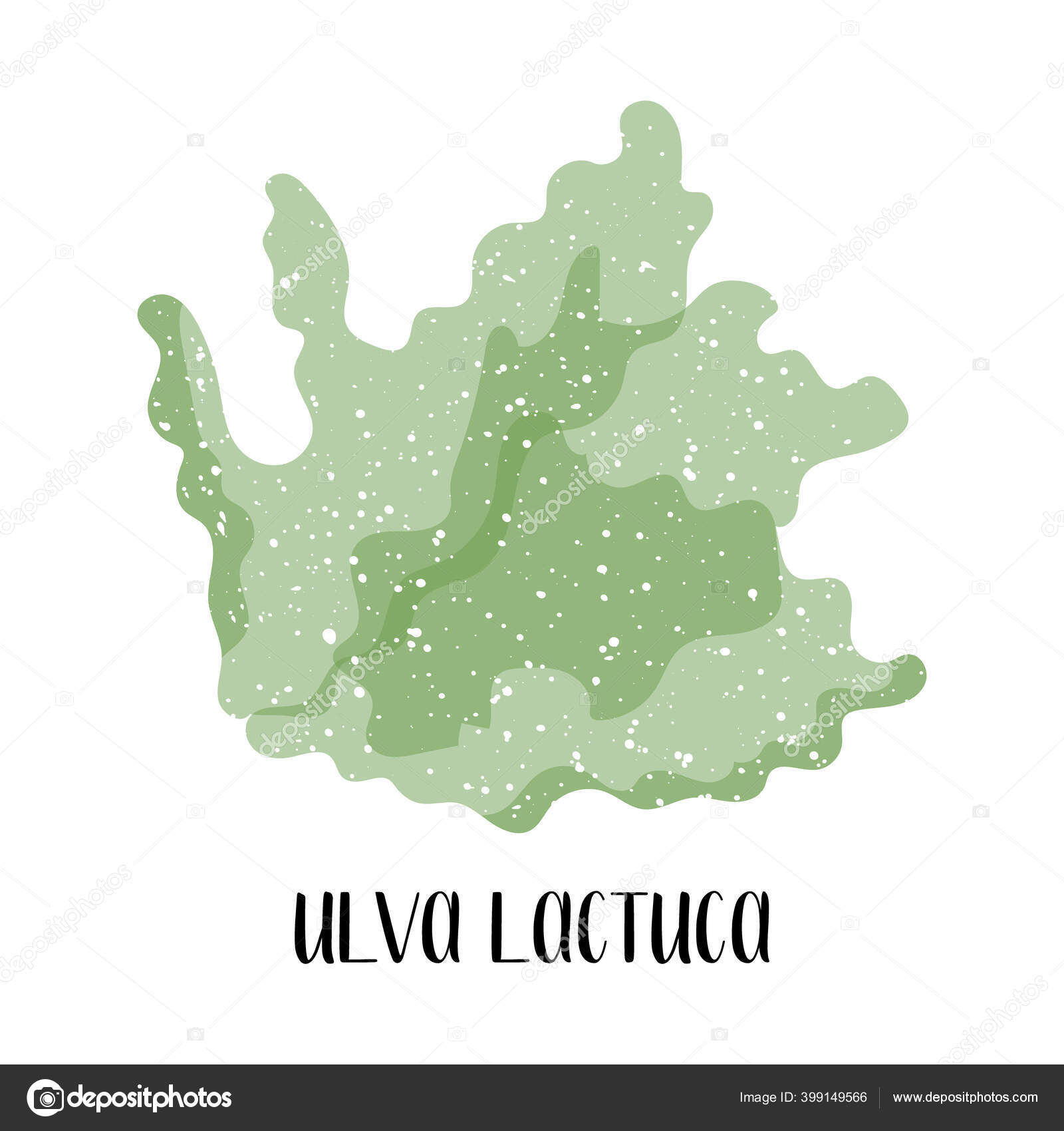 Ulva Lactuca