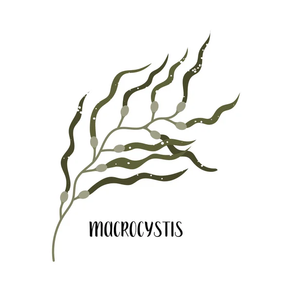 Macrocystis Drawing