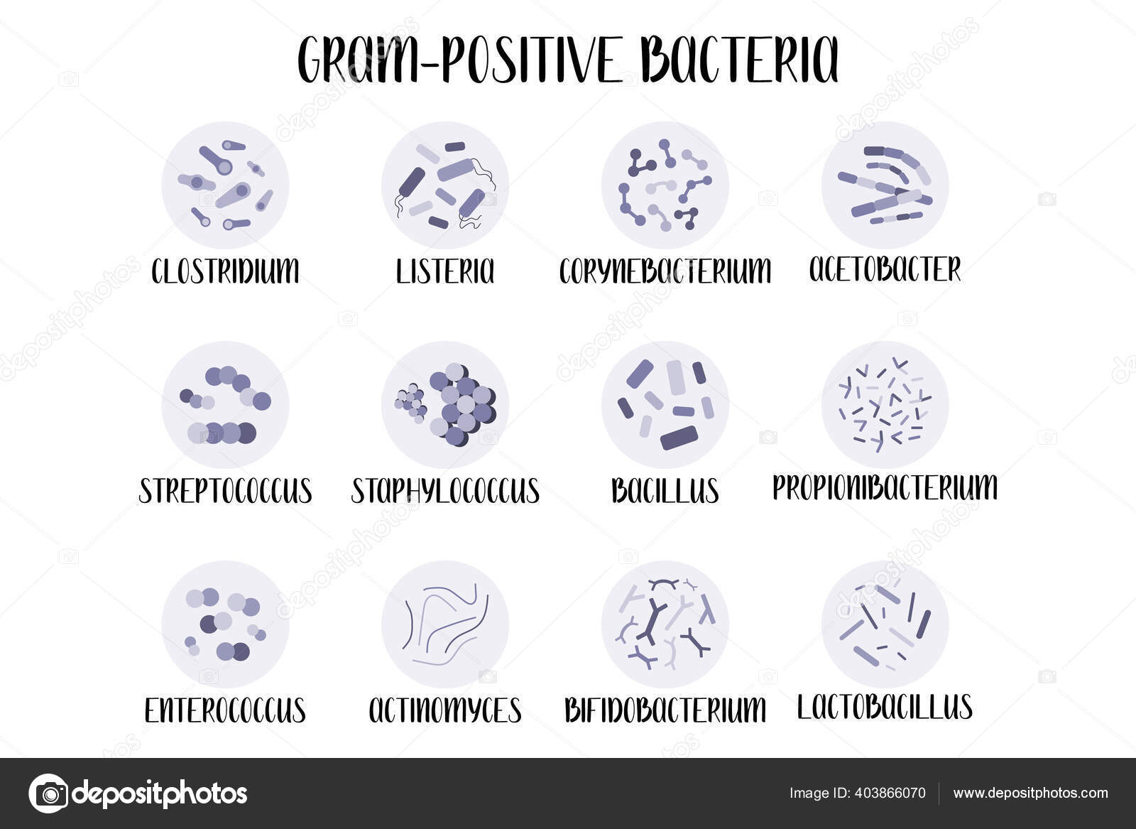 Bifidobacterium Gram Stain