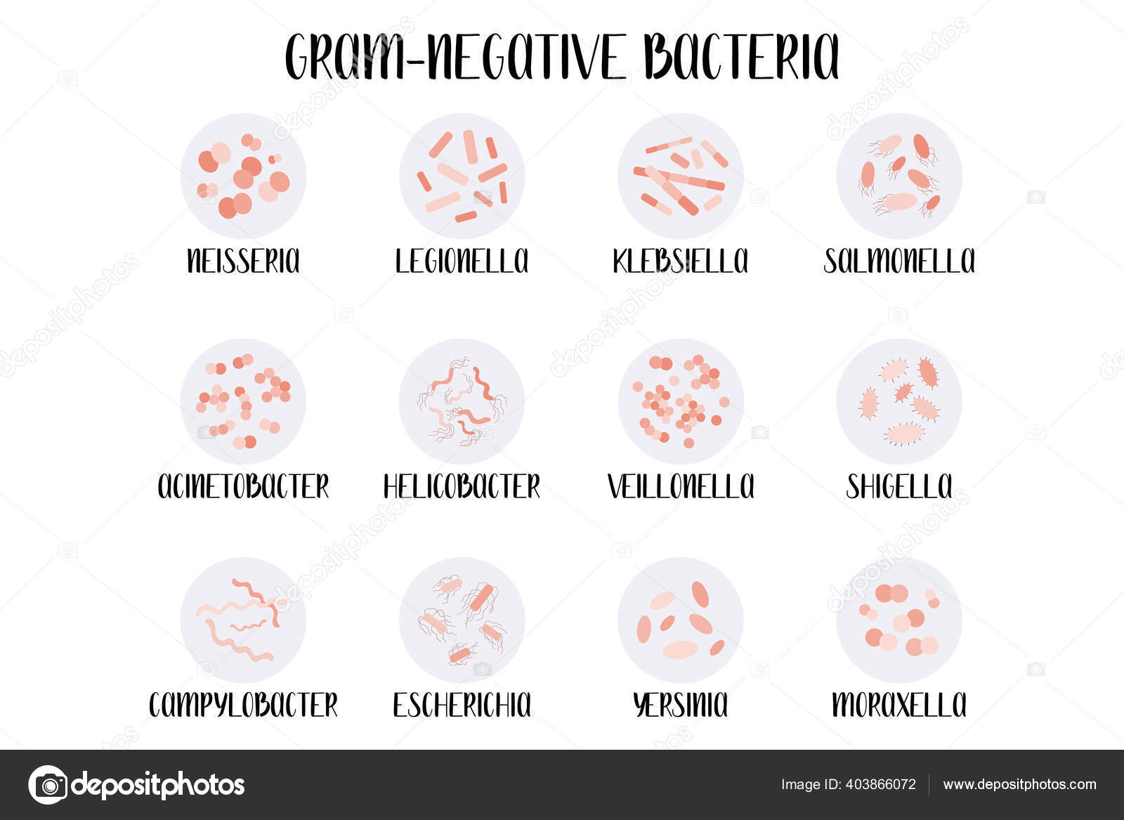 Gram Negative Bacilli