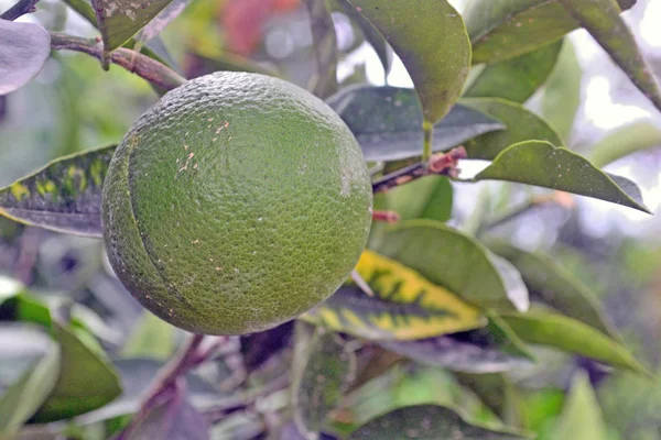 green skinned oranges ripen on an orange tree - Stock Image - Everypixel