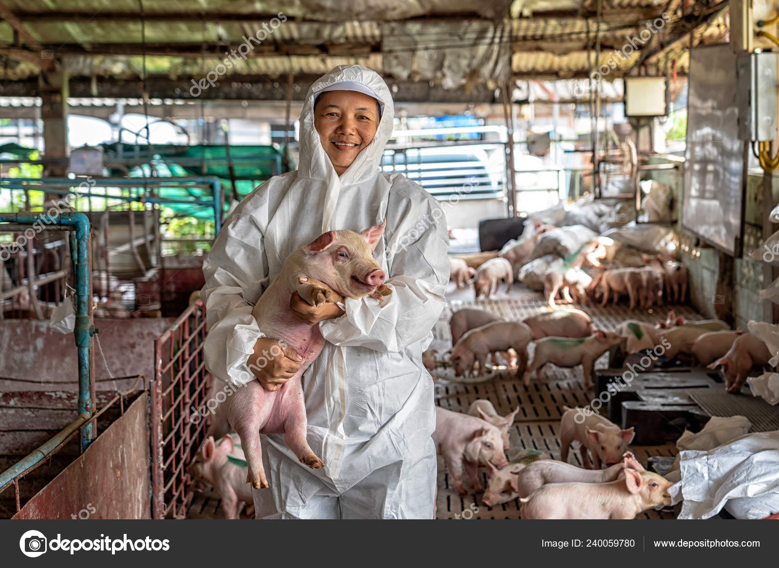 Asian Veterinarian Holding Moving Pig Hog Farms Animal Pigs Farm Stock ...
