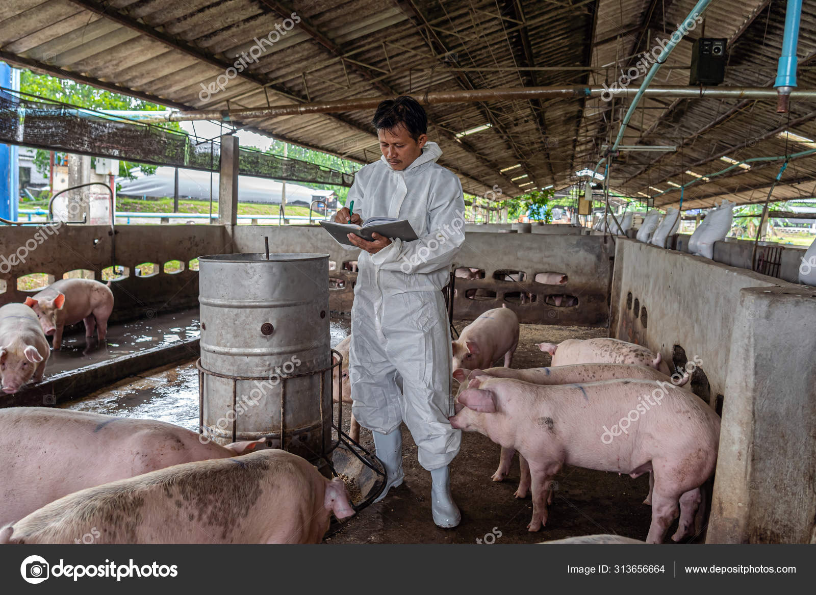Asian Veterinarian Working Checking Pig Hog Farms Animal Pigs Farm ...