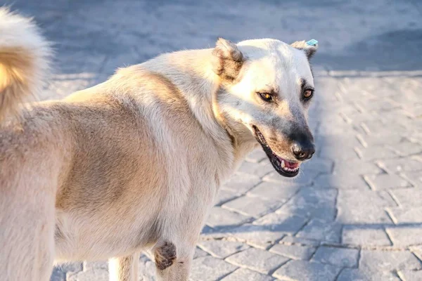 Chien arabe Stock Photos, Royalty Free Chien arabe Images | Depositphotos