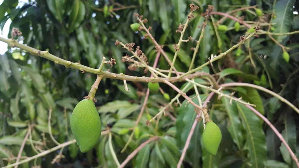 Tree of cashew nuts Stock Photos, Royalty Free Tree of cashew nuts Images | Depositphotos