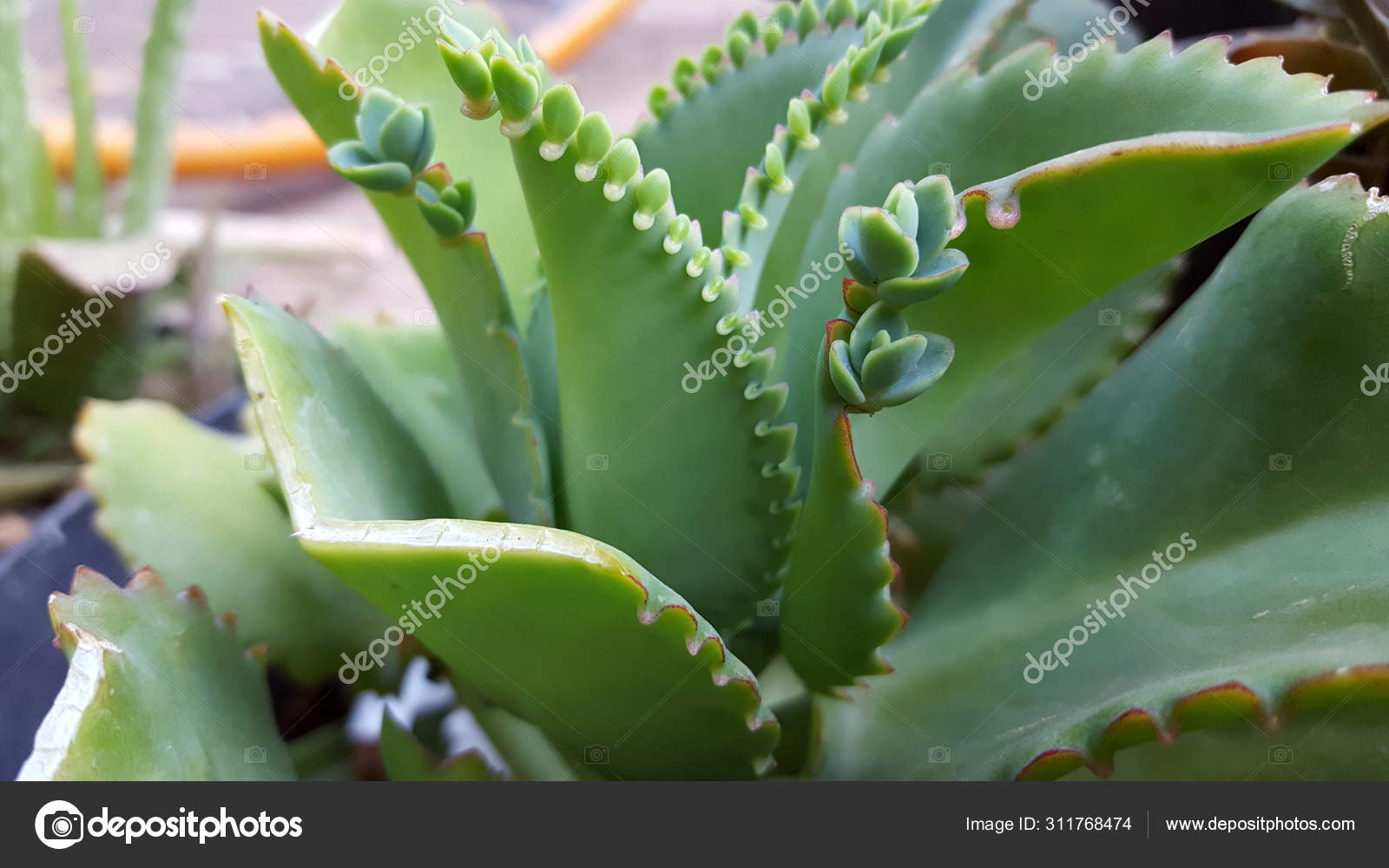 Leaf Of Bryophyllum With Buds