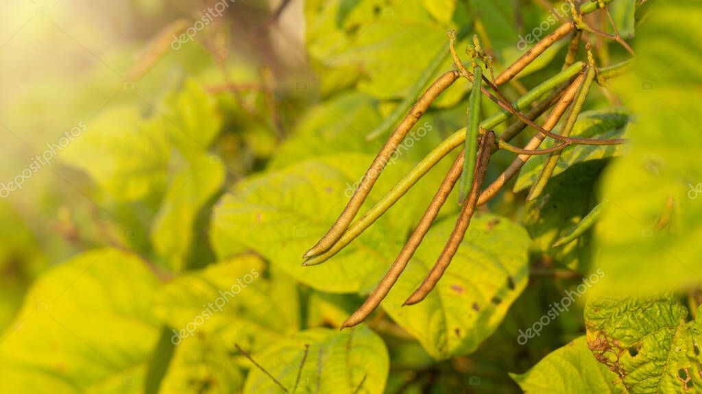 Plantas de frijol verde, una de las plantas con alto contenido de ...