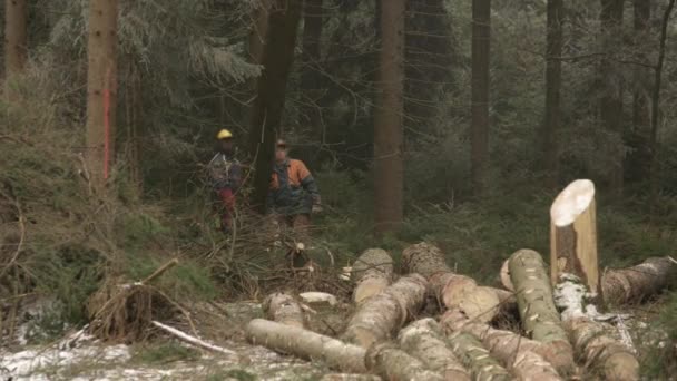 Forestry Stock Videos, Royalty Free Forestry Footages | Depositphotos®