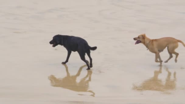 1,343 Stranden hundar Videos, Royalty-free Stock Stranden hundar ...
