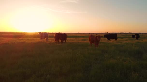 Aerial Lens Flare Flying Close Cattle Grazing Vast Pasture Close ...