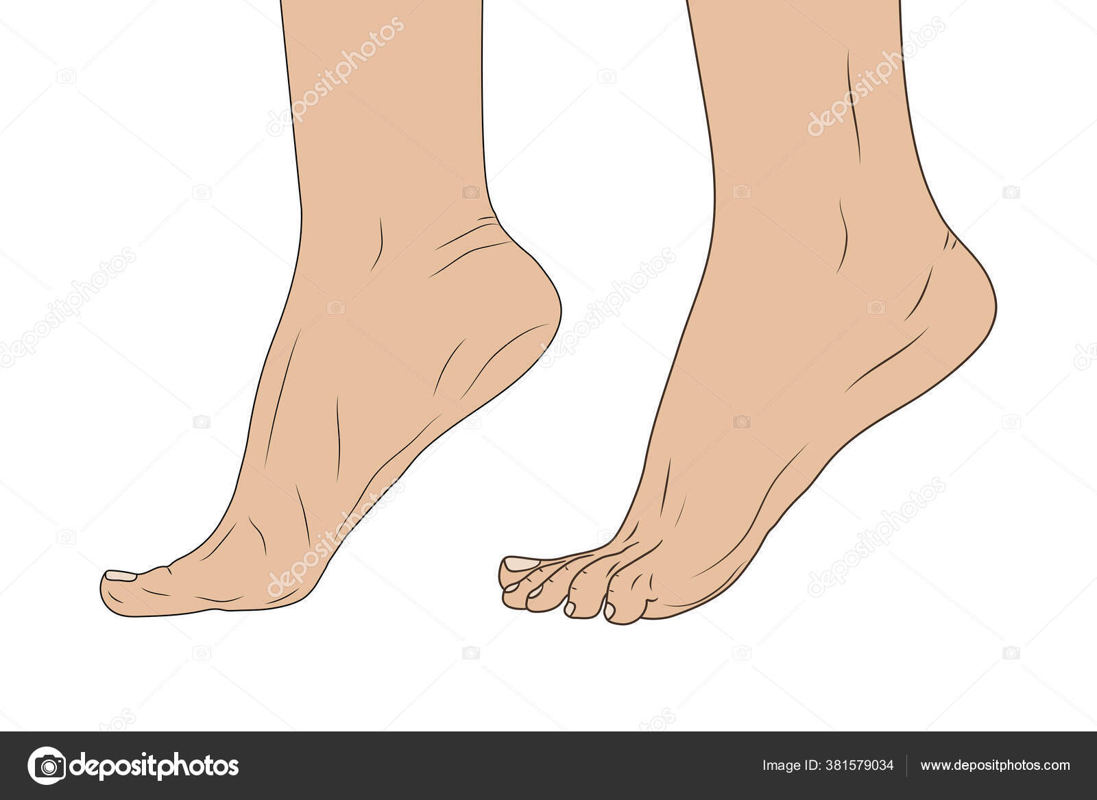 Female Feet Toe Position Eps10 Vector Illustration Outline Stock Vector ...