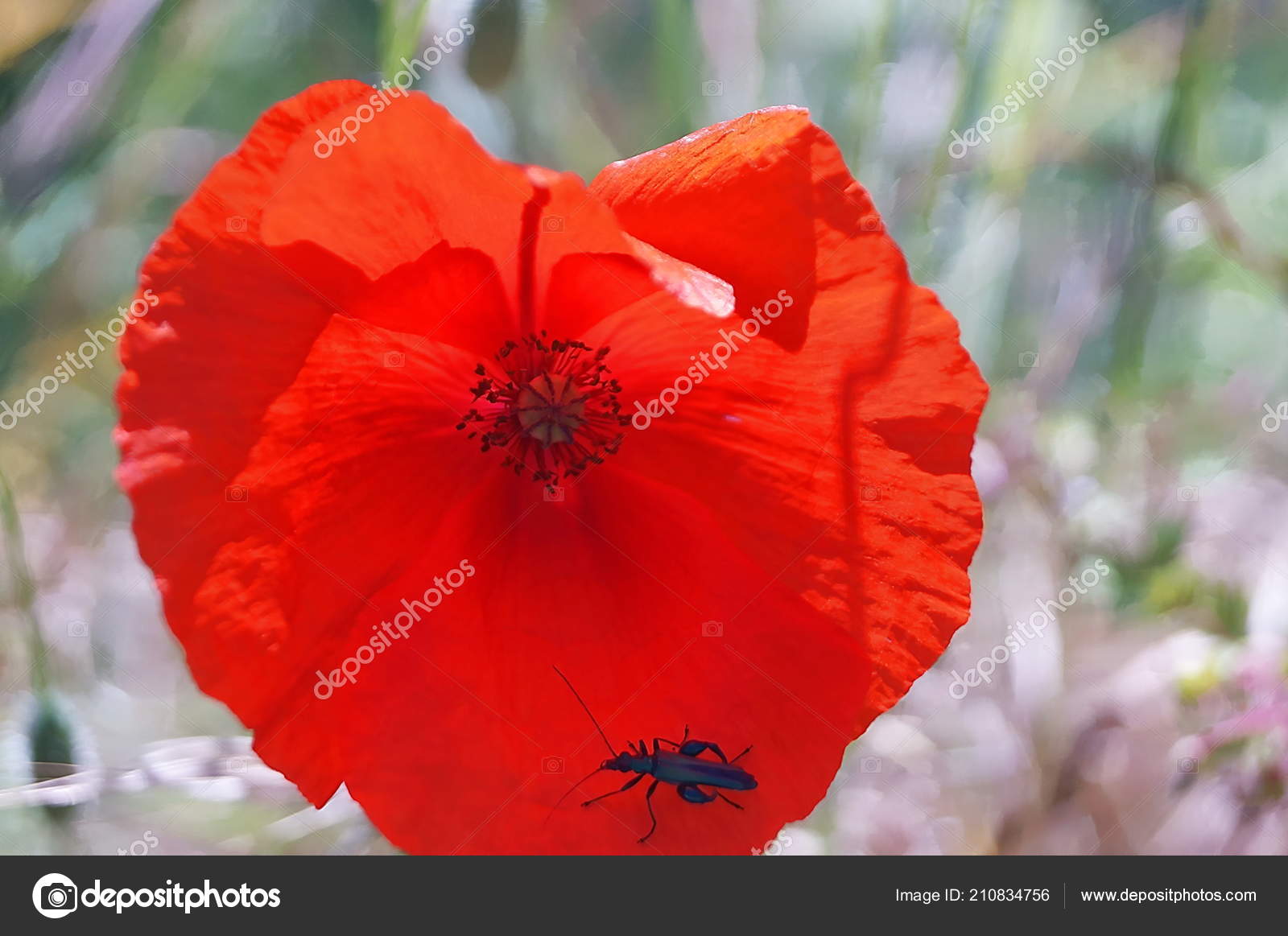 Poppy Insect Fileld Spring ⬇ Stock Photo, Image by © sansa55 #210834756