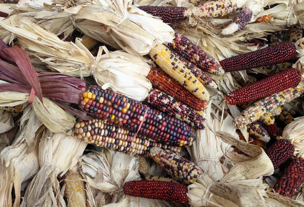 Indian corn Stock Photos, Royalty Free Indian corn Images | Depositphotos