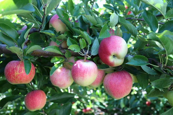 gala apple - Stock Image - Everypixel