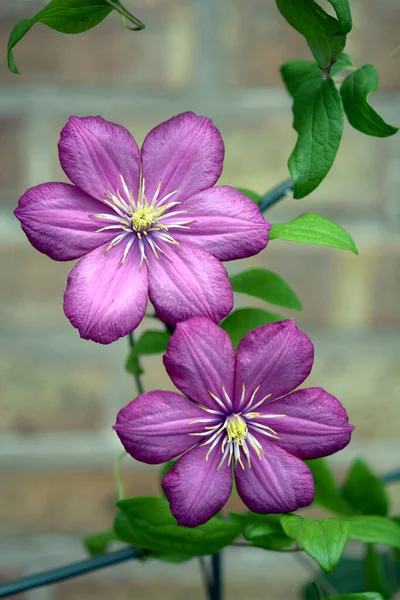 Beautiful flowering clematis Stock Photos, Royalty Free Beautiful ...