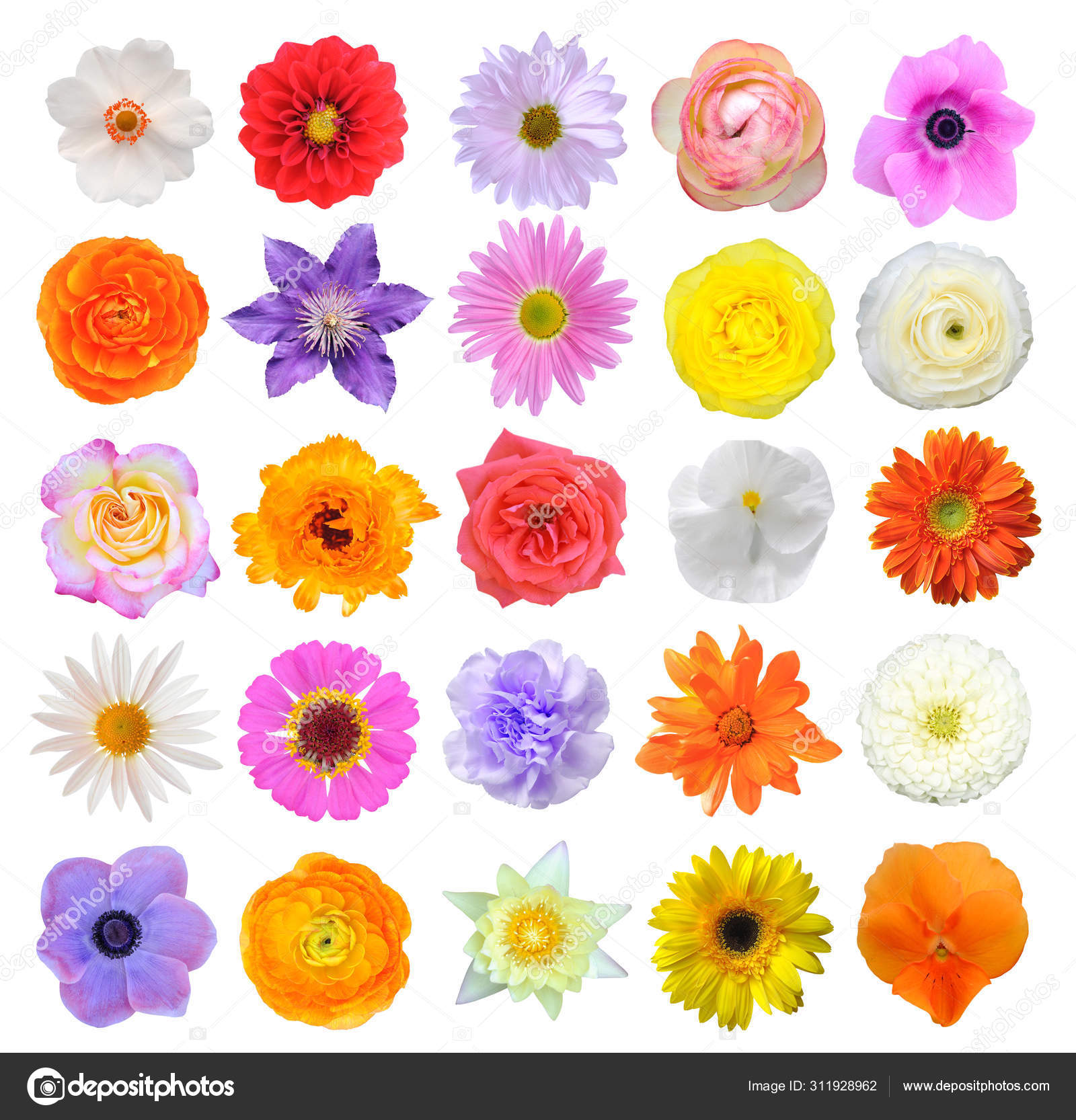 Awakening Angel Hosta flower Stock Photo by ©an_chicago_2016 311928962