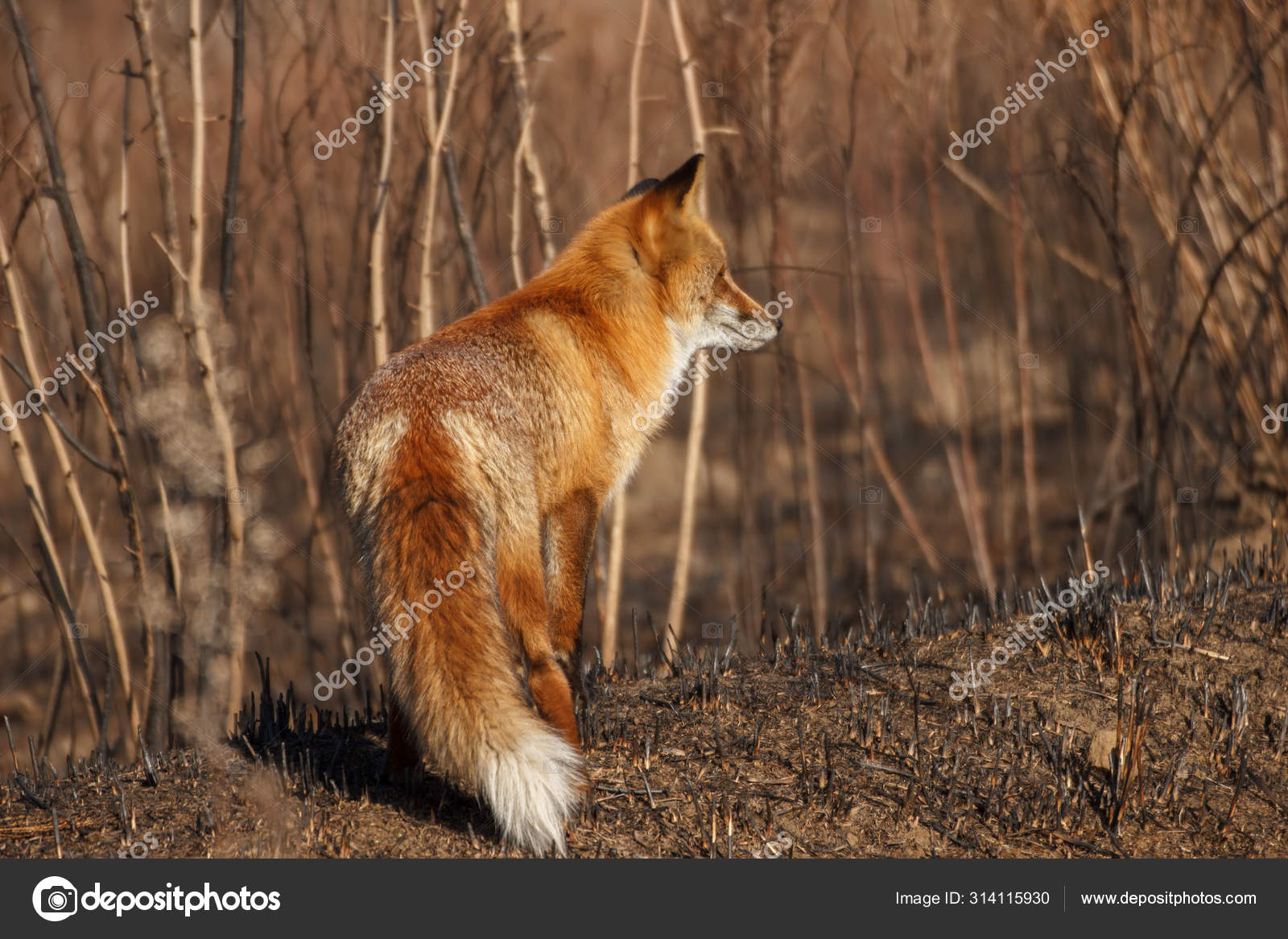 Fox Stands Scorched Grass Forest Fire — Stock Photo © Urri #314115930