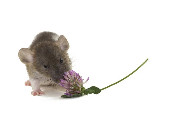 Imágenes de Ratón con flor, fotos de Ratón con flor sin royalties ...