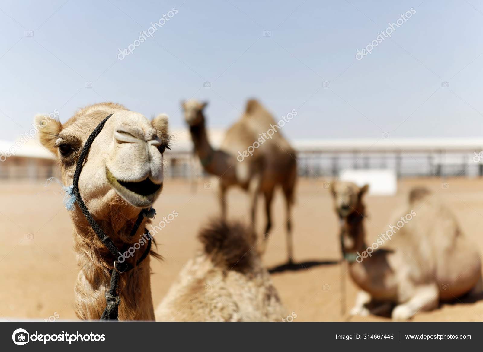 Camel Smiling Camera Two Camels Background Desert Stock Photo by ...