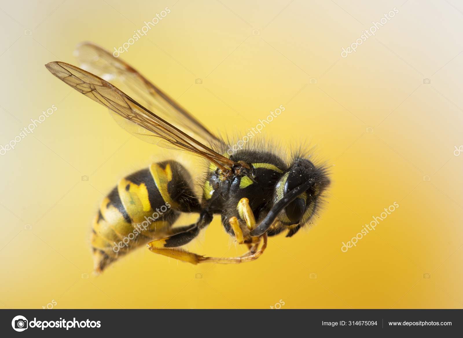 Selective Closeup Focused Shot Bee Yellow Background Stock Photo by ...