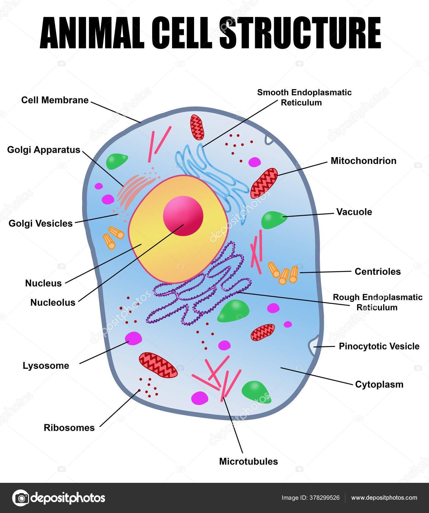 Illustration Animal Cell Structure Names Isolated White Background ...