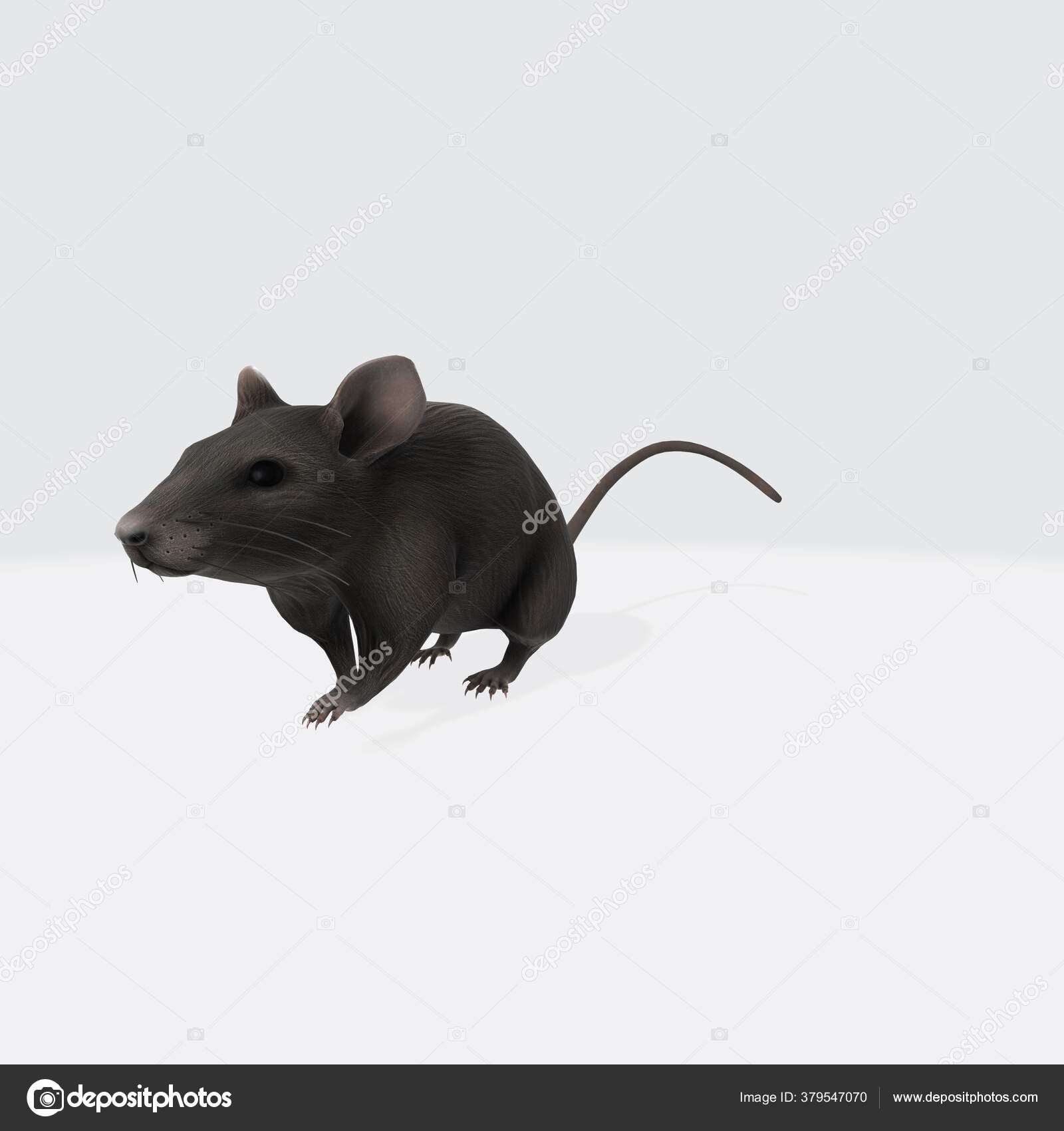 White Mouse Black Eyes