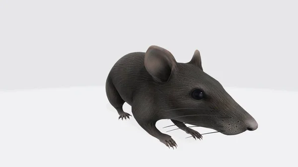 Mesh rat fotos de stock, imágenes de Mesh rat sin royalties | Depositphotos