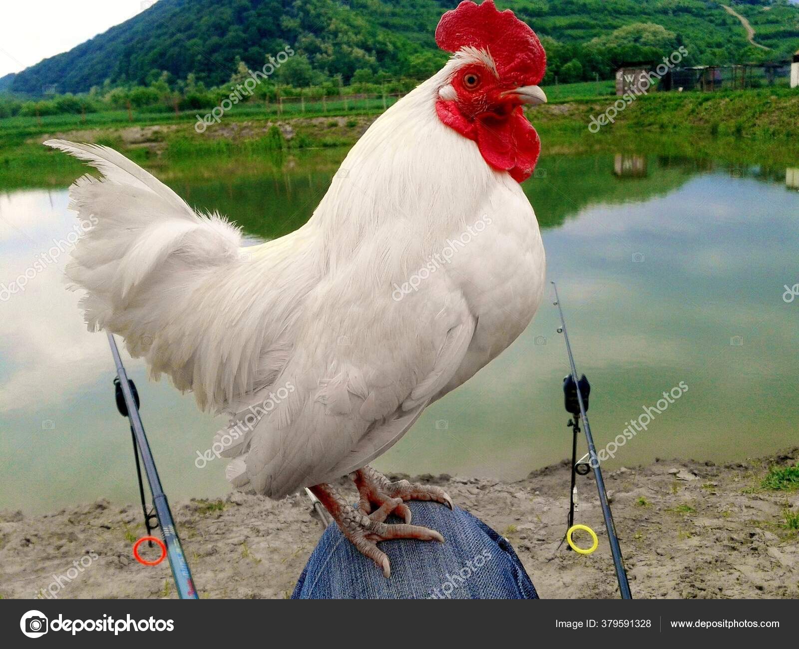 White Hen Red Crown Beak Person's Lap Beautiful Lake — Stock Photo ...