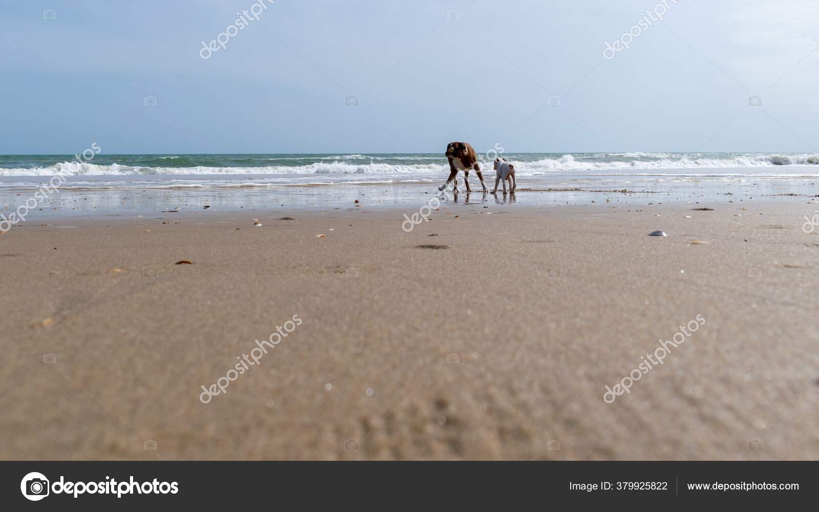 Boxers White Guatemalan Bull Terrier Playing Beach Stock Photo by ...