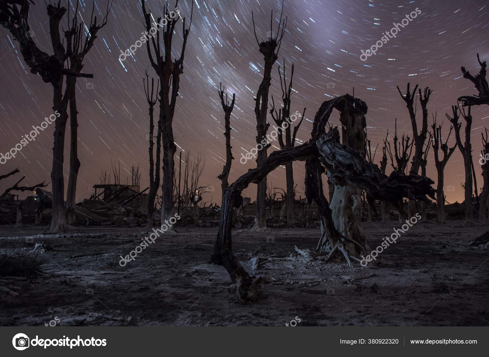 Dead Trees At Night