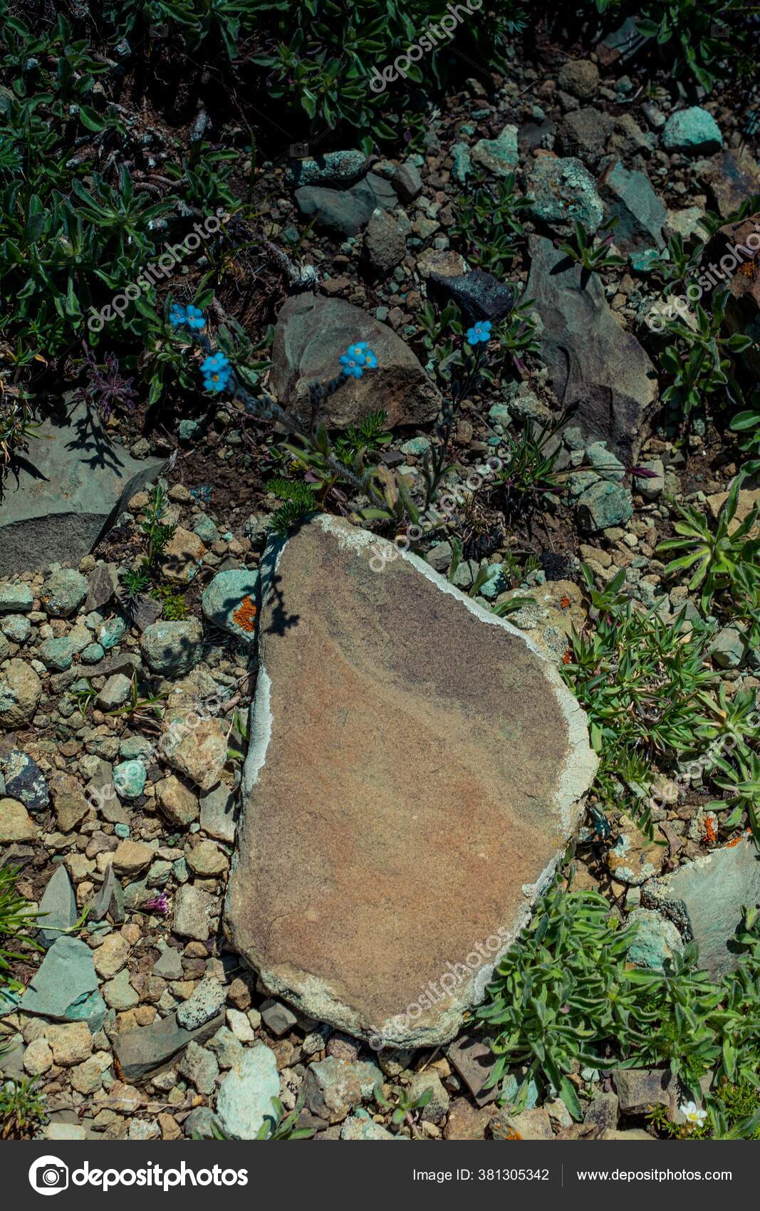 Overhead Shot Flat Rock Forest Surrounded Small Rocks Plants Flowers ...