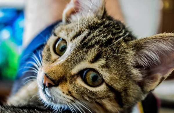 21,170,852 imagens de Cat china sem royalties | Depositphotos