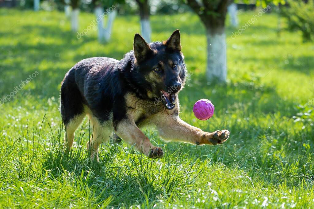 Un viejo perro pastor alemán jugando en un parque rodeado de muchos ...