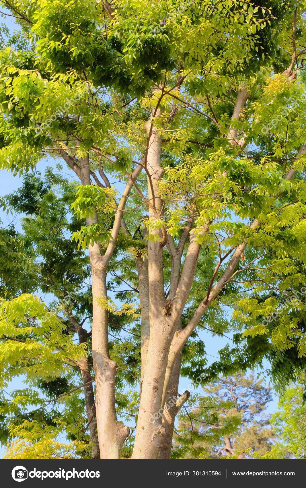 Vertical Shot Trees Thin Branches Green Leaves — Stock Photo ...