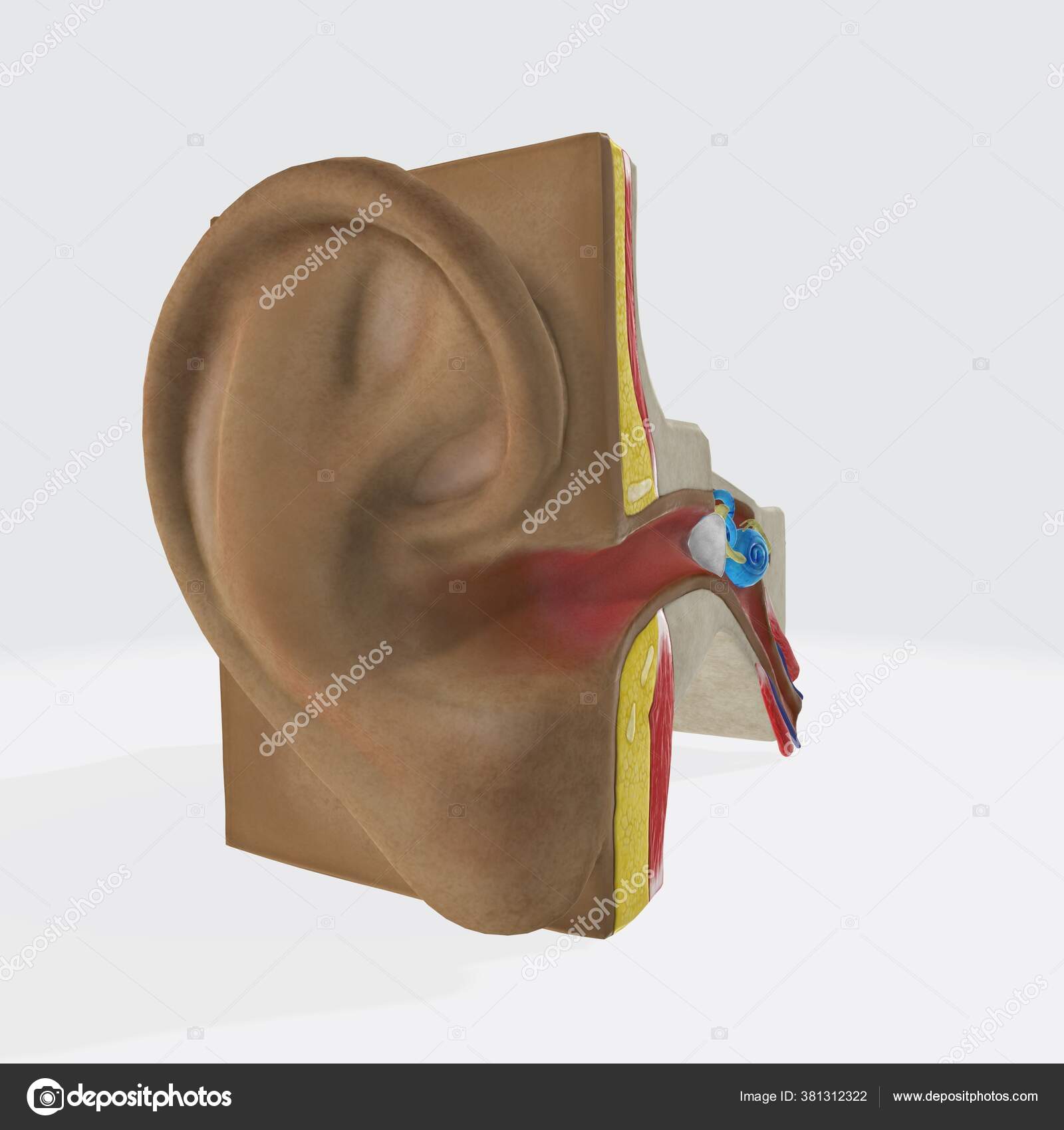 Anatomical Structure Human Ear Stock Photo by ©Wirestock 381312322 Anatomical Structure Human Ear Stock Photo by ©Wirestock 381312322