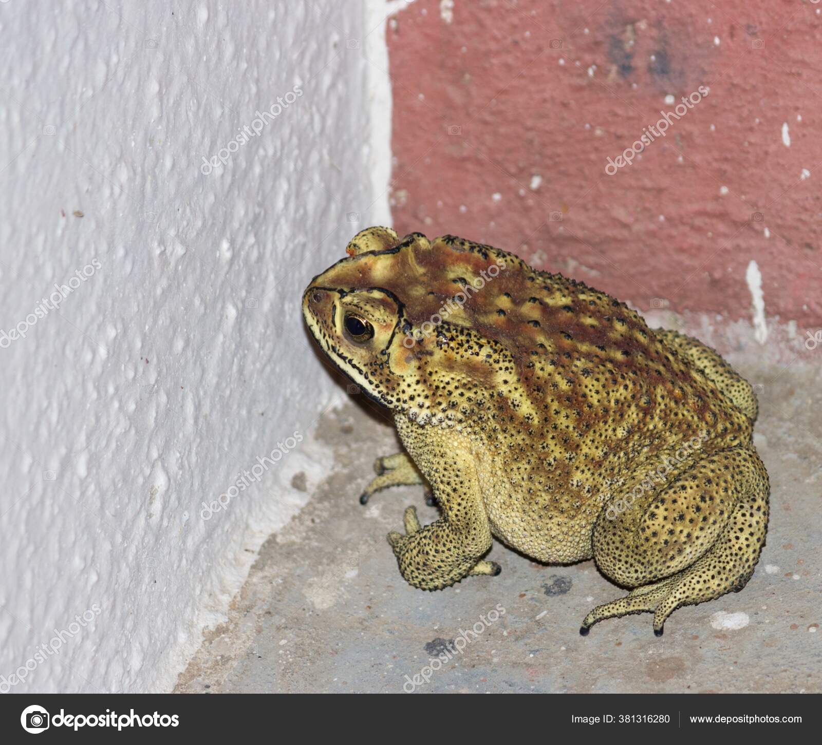 Closeup Shot Asian Common Toad Corner Room Lights Wildlife Concept ...
