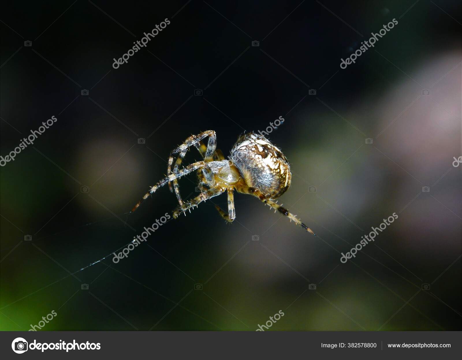 Nuctenea Umbratica Spider Web — Stock Photo © Wirestock #382578800