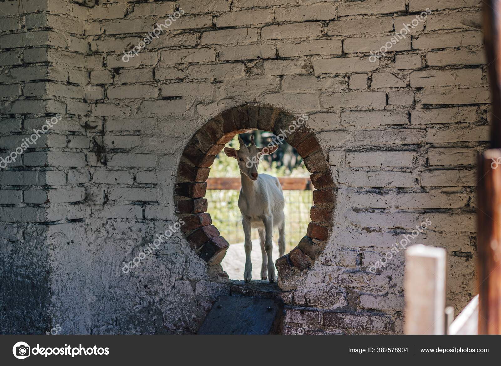 White Goat Standing Window Brick Wall Domesticated Goat Farm Goat ...