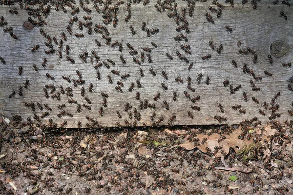 Ants house Stock Photos, Royalty Free Ants house Images | Depositphotos