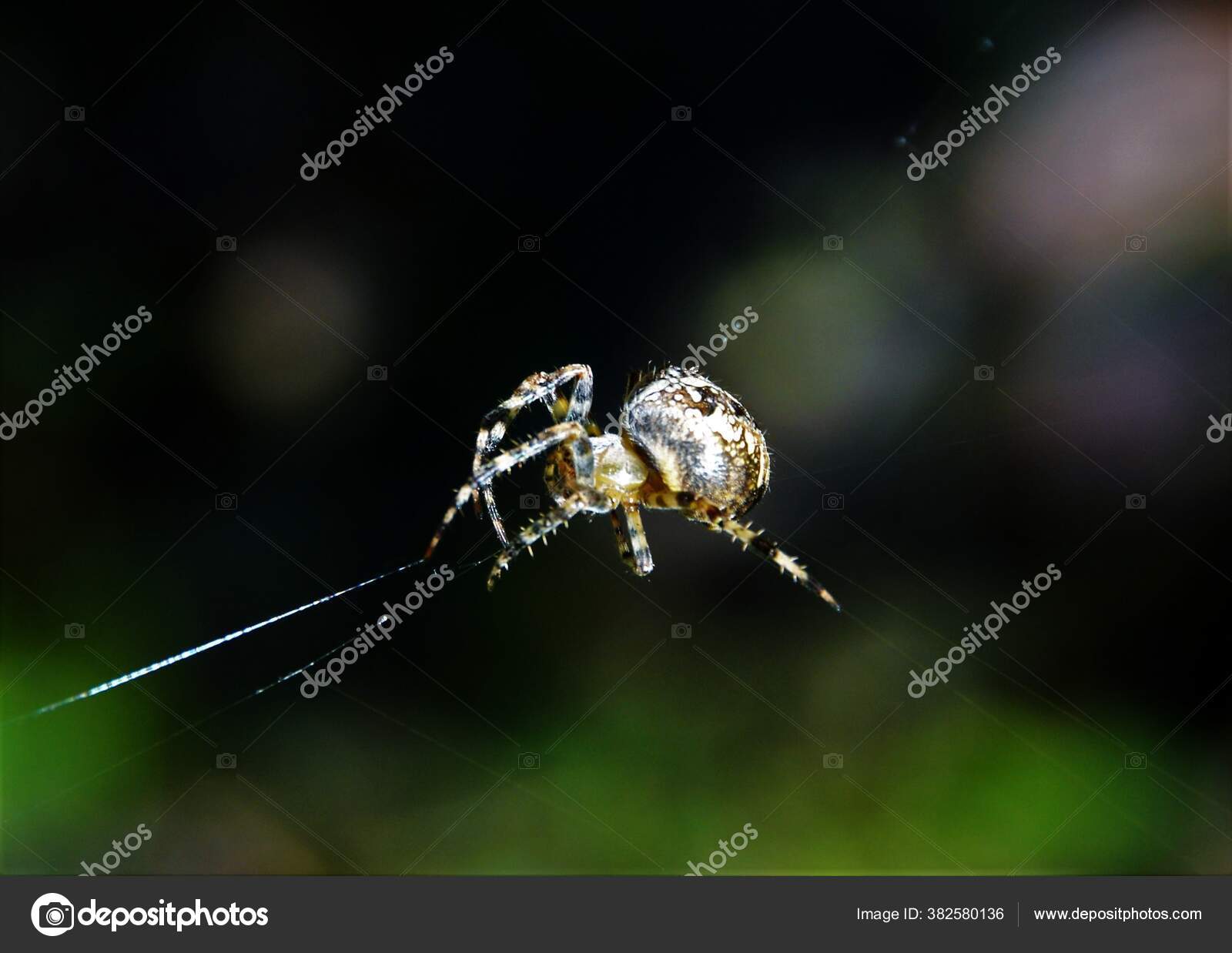 Nuctenea Umbratica Spider Web Stock Photo by ©Wirestock 382580136