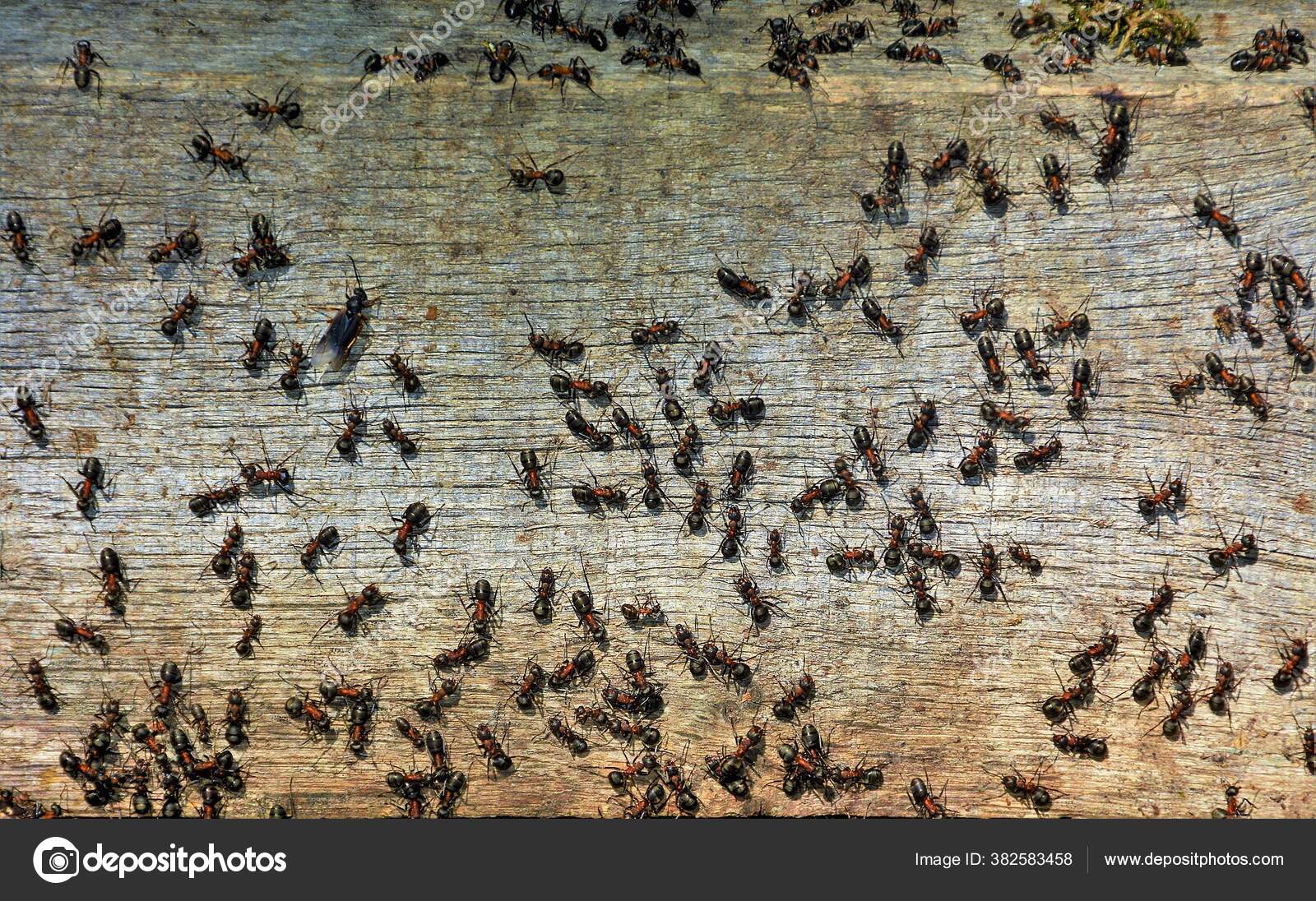 Many Ants Board — Stock Photo © Wirestock #382583458