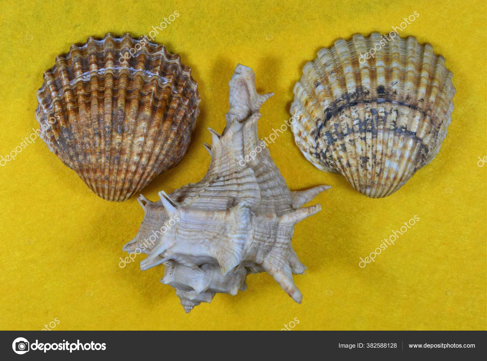 Top View Isolated Coral Seashells Yellow Background Stock Photo by ...
