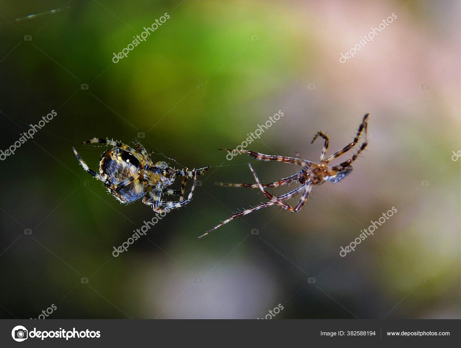 Male Female Spider Web — Stock Photo © Wirestock #382588194