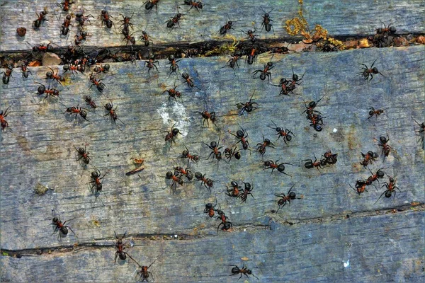 Many Ants Board — Stock Photo © Wirestock #382583458