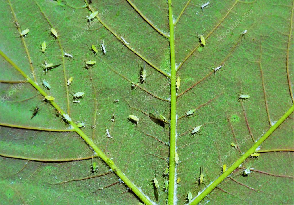 muchos insectos Aphidoidea da inos en la parte posterior de una hoja 2024